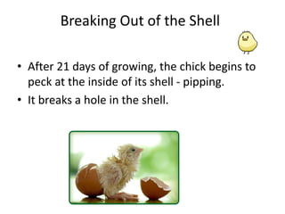 Chicken | PPTX