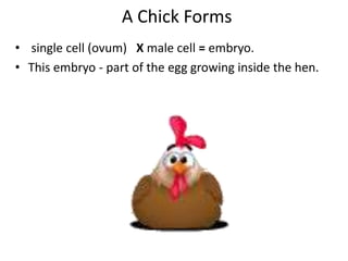 Chicken | PPTX