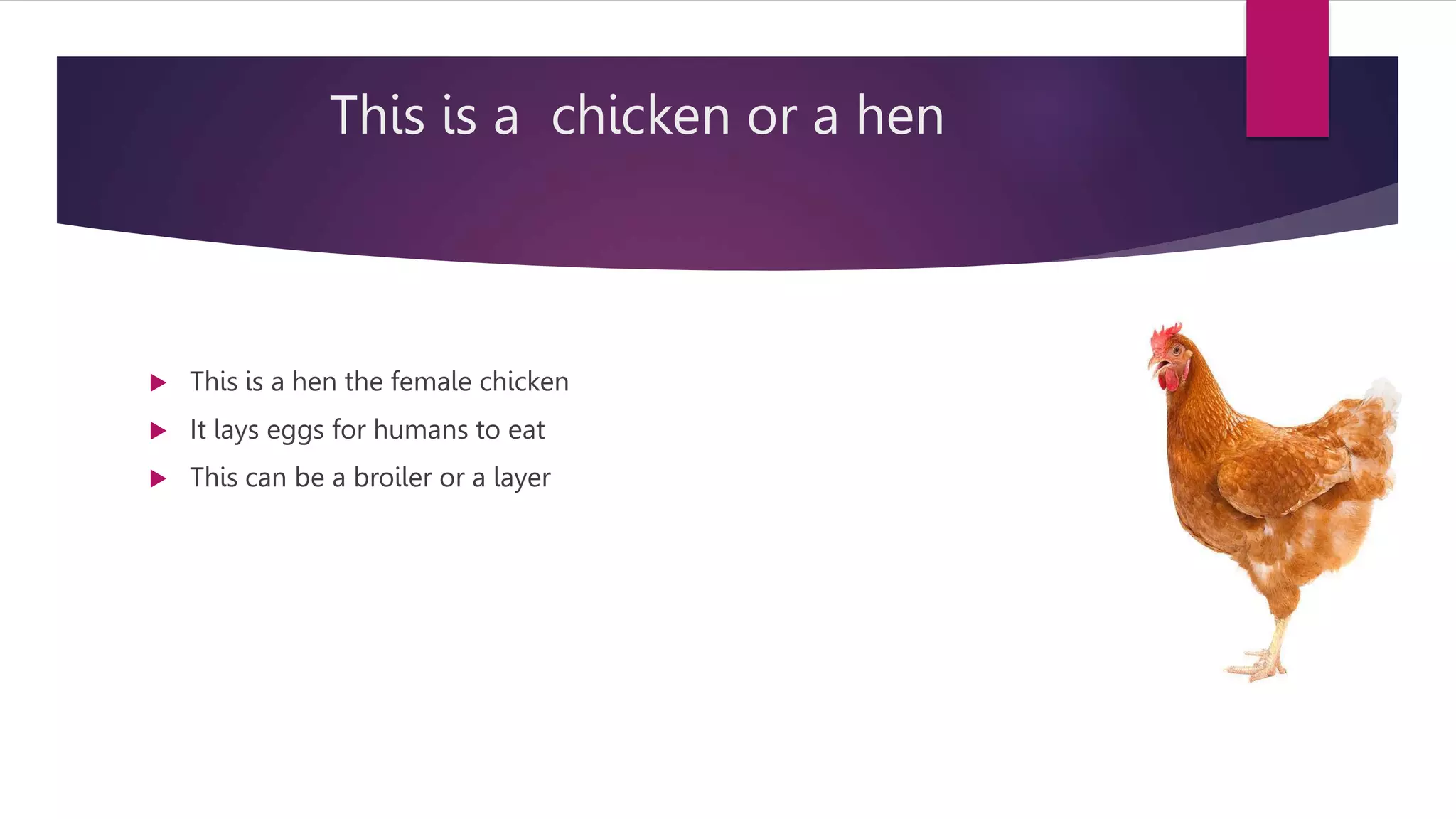 chicken.pptx