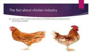 chicken.pptx