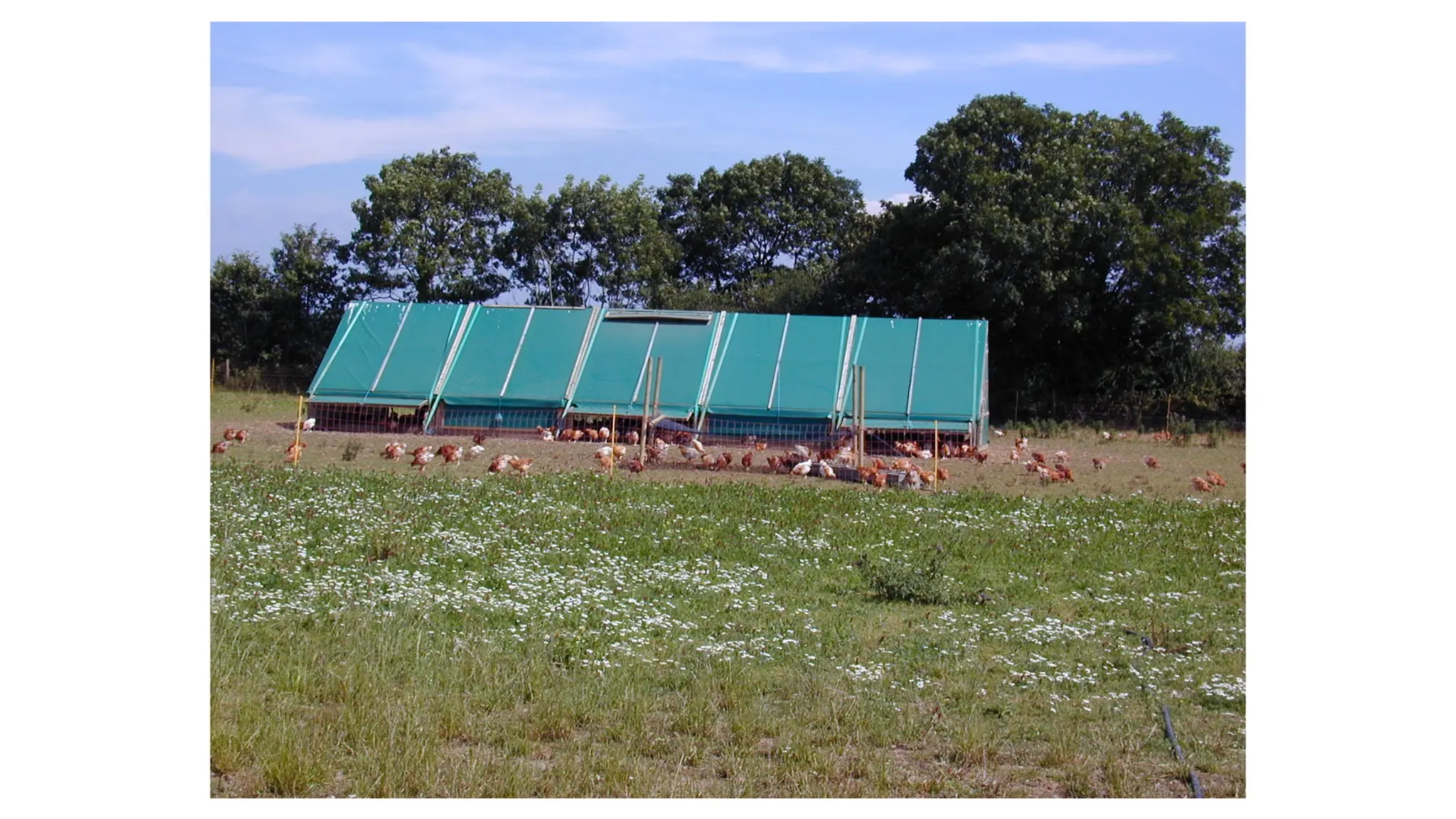Free-range chicken Production chicken-housing.pptx