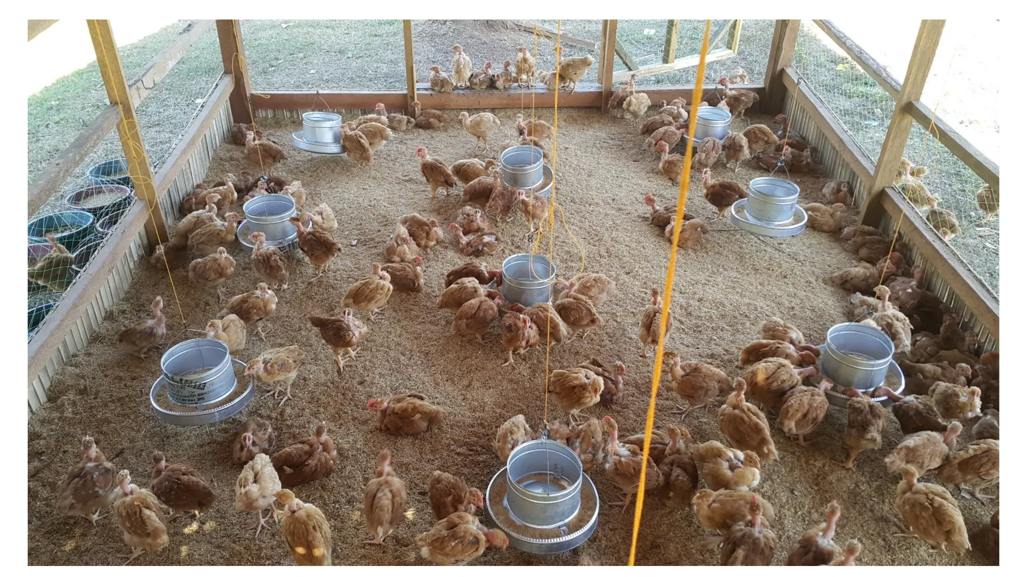 Free-range chicken Production chicken-housing.pptx