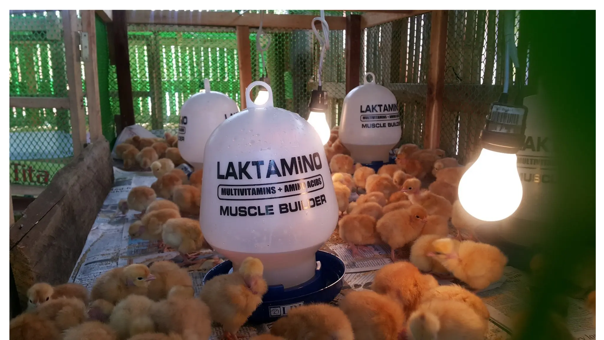 Free-range chicken Production chicken-housing.pptx