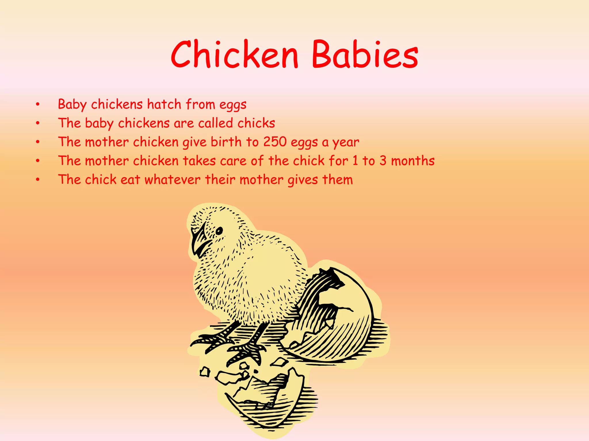 Chickenadult,babies | PPTX