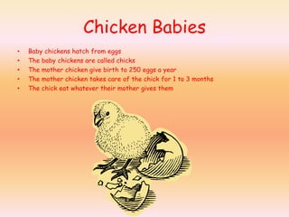 Chickenadult,babies | PPTX