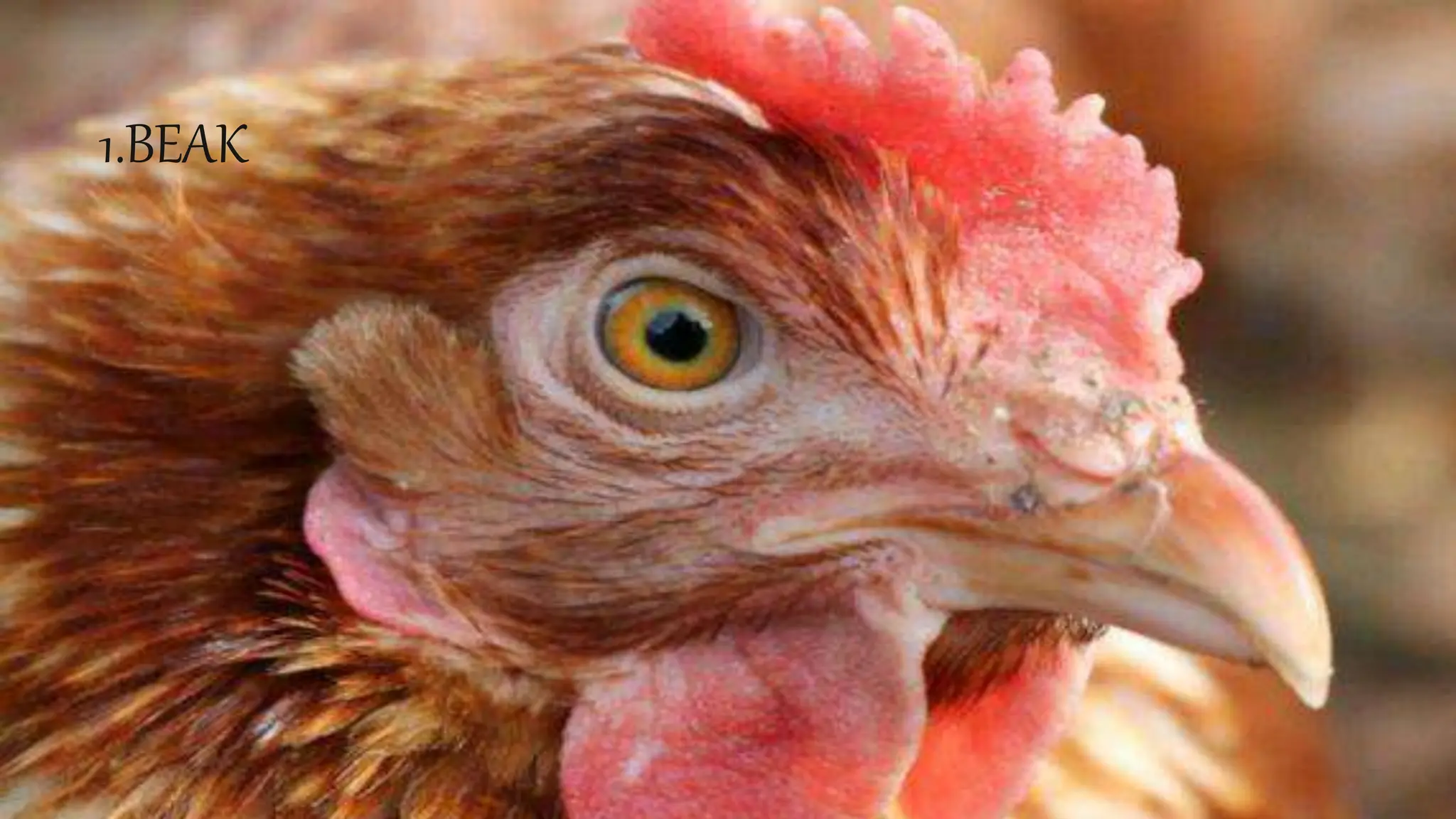 chicken anatomy functions and uses of body parts.pptx