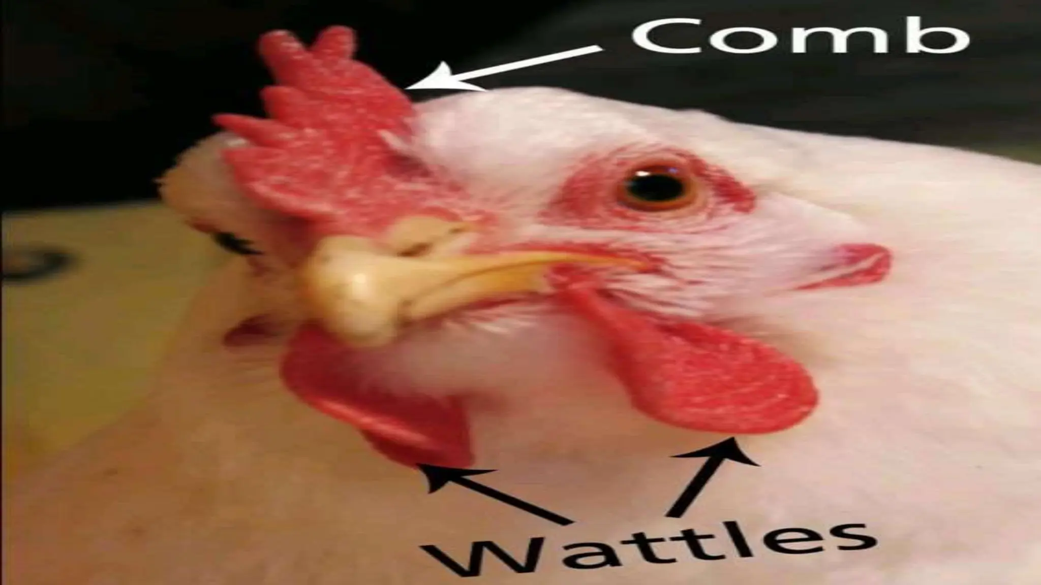 chicken anatomy functions and uses of body parts.pptx