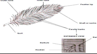 chicken anatomy functions and uses of body parts.pptx