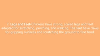 chicken anatomy functions and uses of body parts.pptx