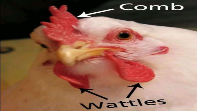 chicken anatomy functions and uses of body parts.pptx | Birds | Pets