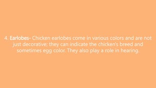 chicken anatomy functions and uses of body parts.pptx