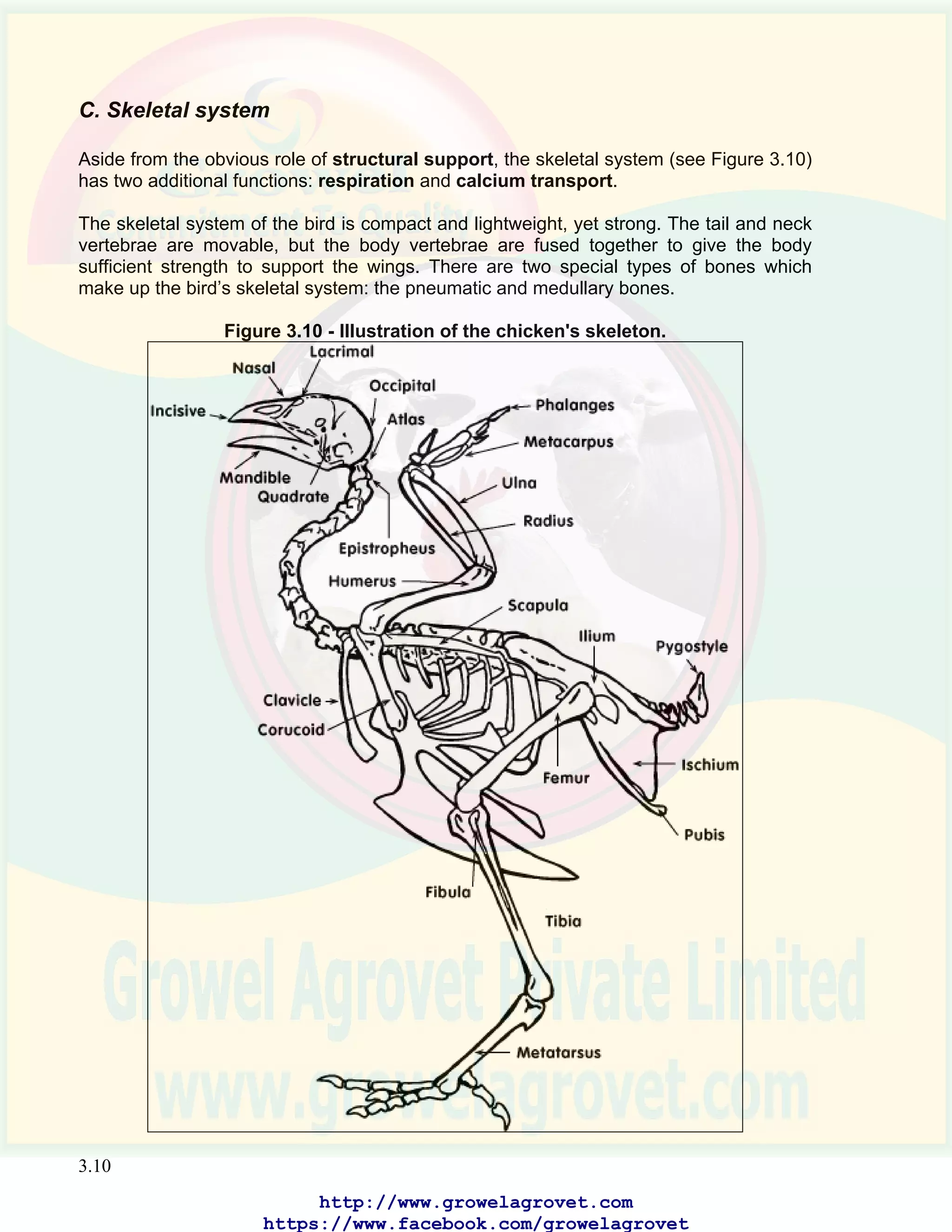 Chicken Anatomy & Physiology | PDF