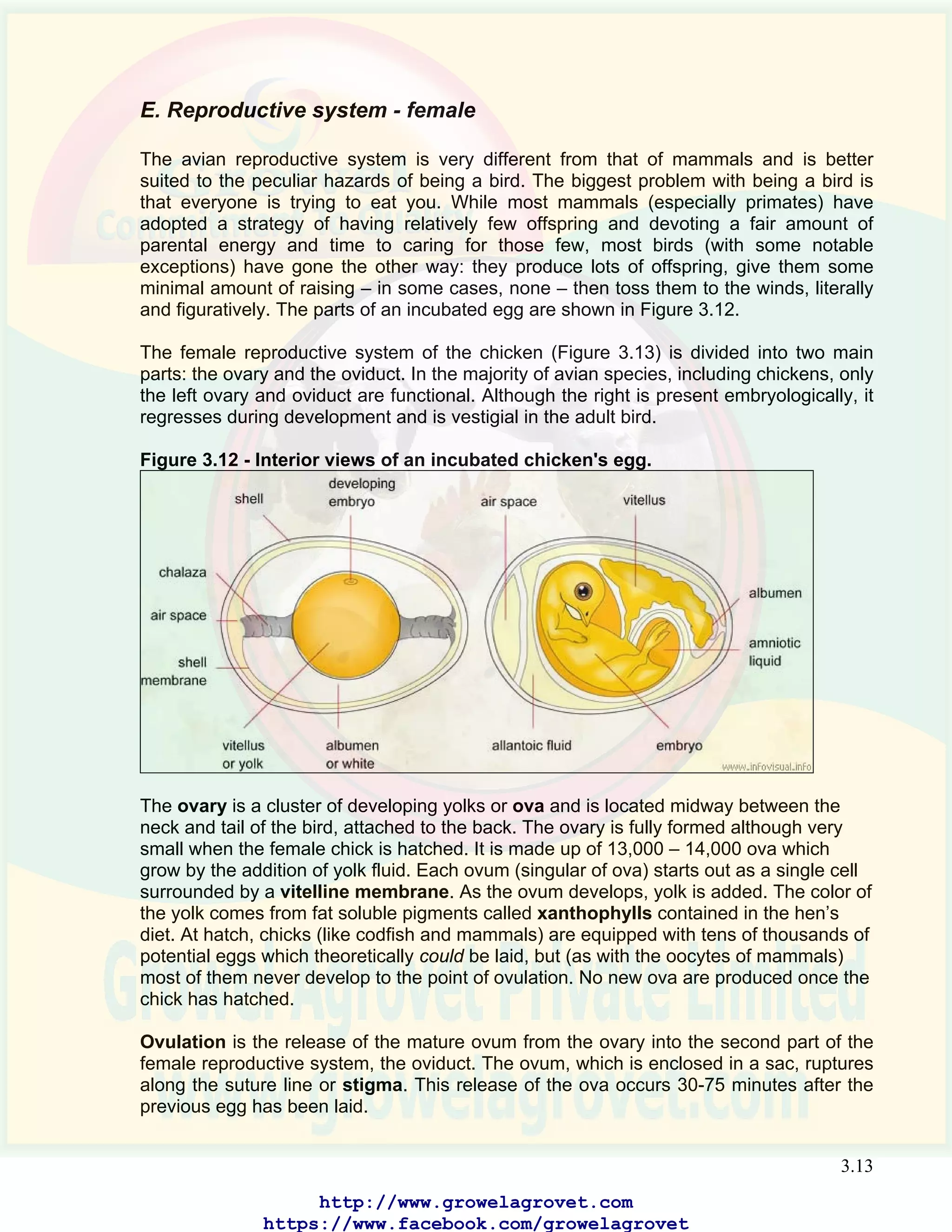 Chicken Anatomy & Physiology | PDF