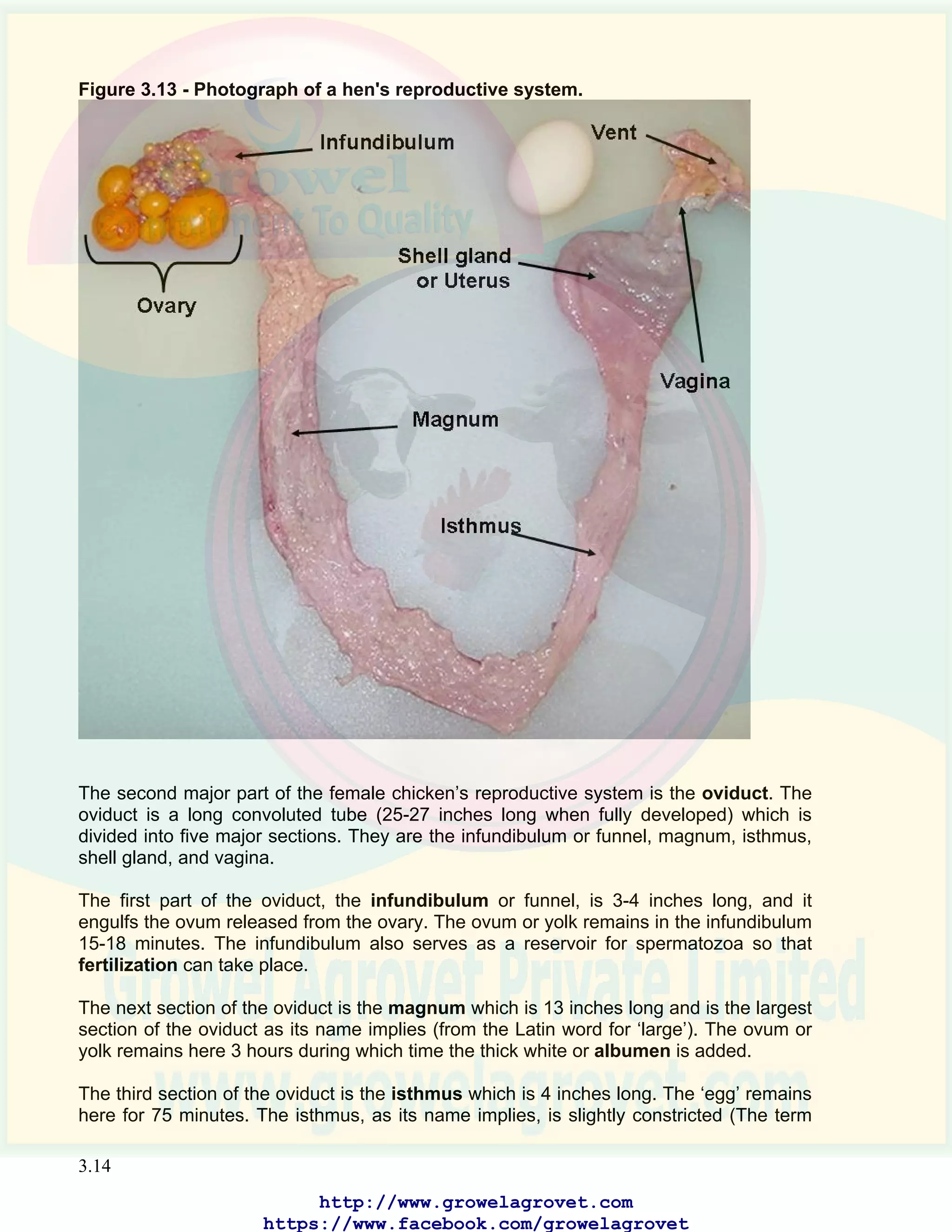 Chicken Anatomy & Physiology | PDF