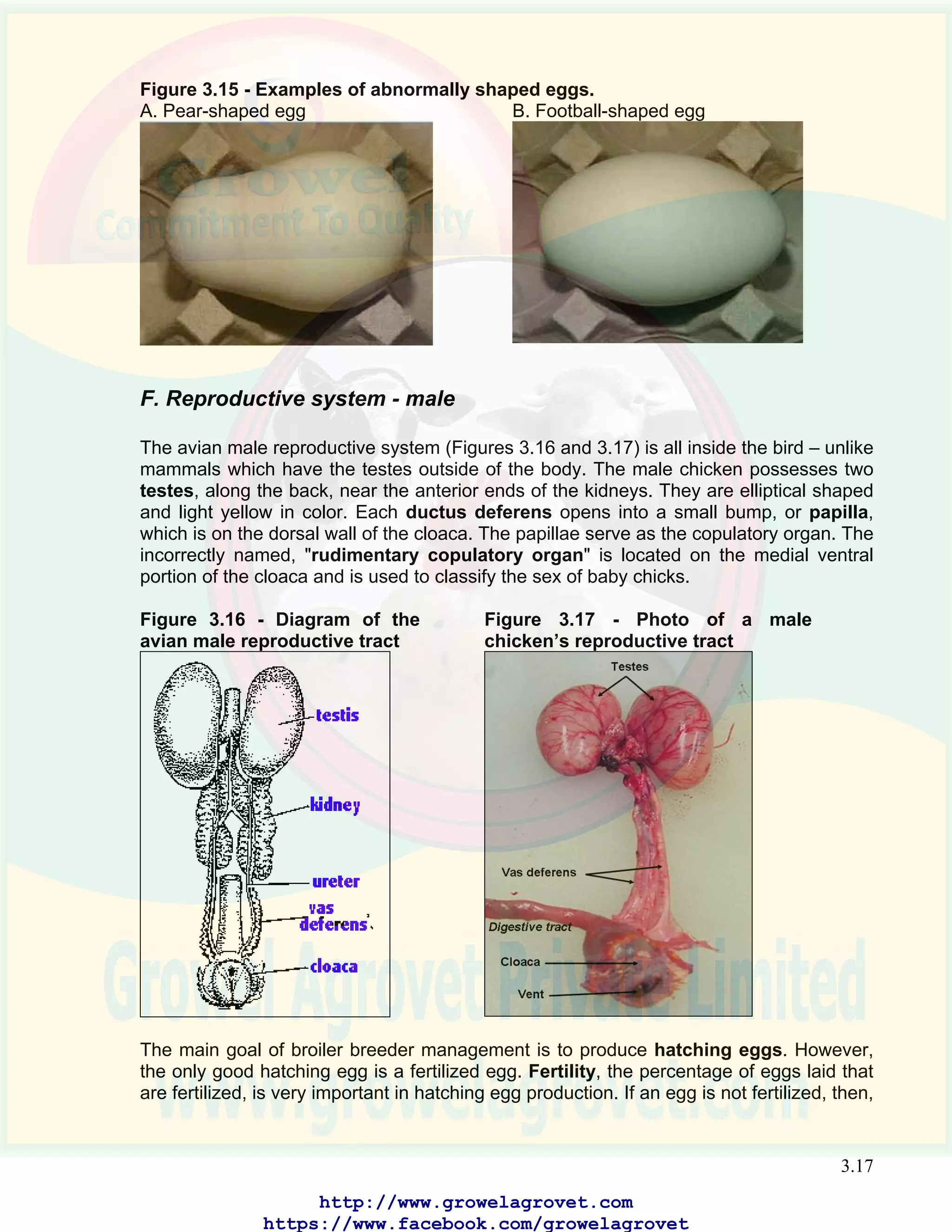 Chicken Anatomy & Physiology | PDF