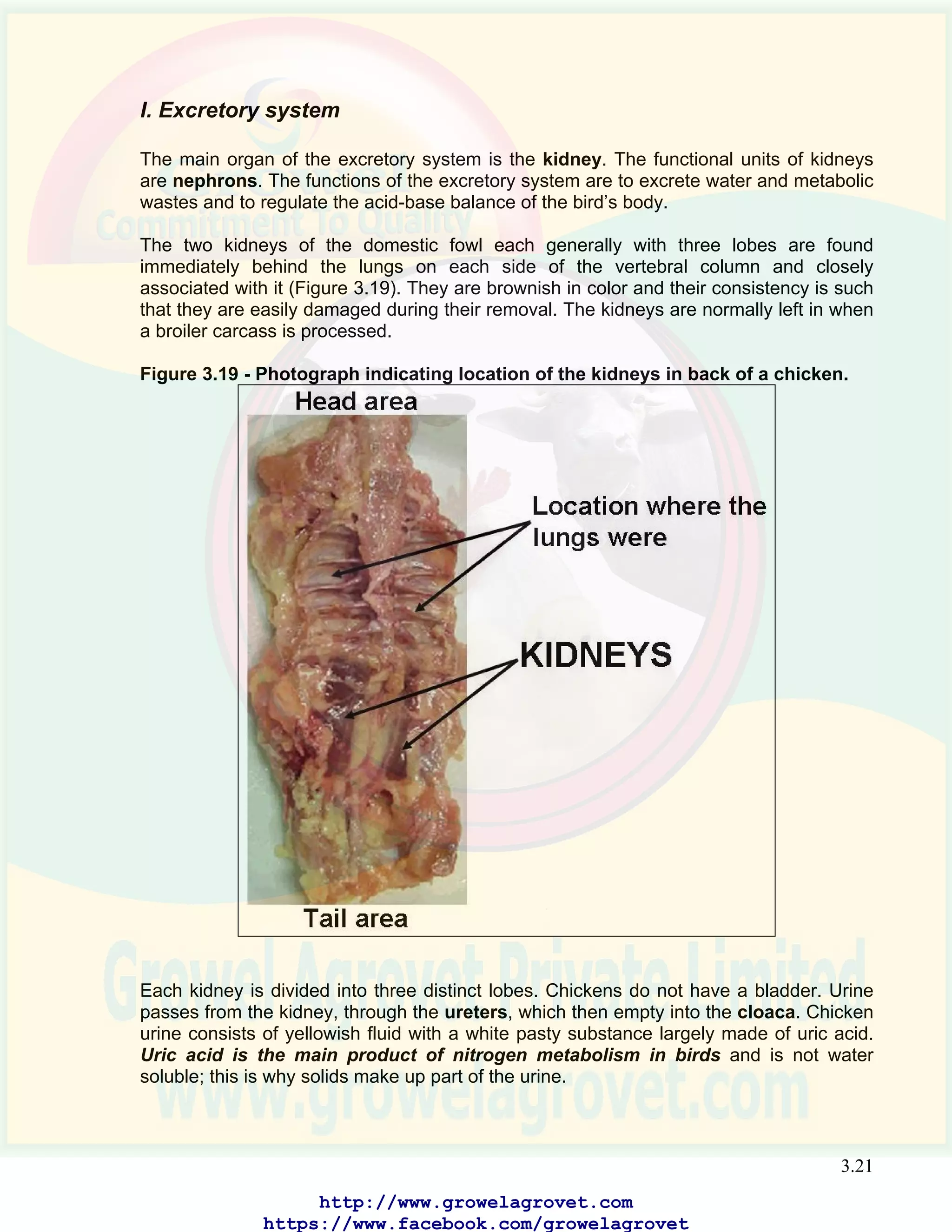 Chicken Anatomy & Physiology | PDF