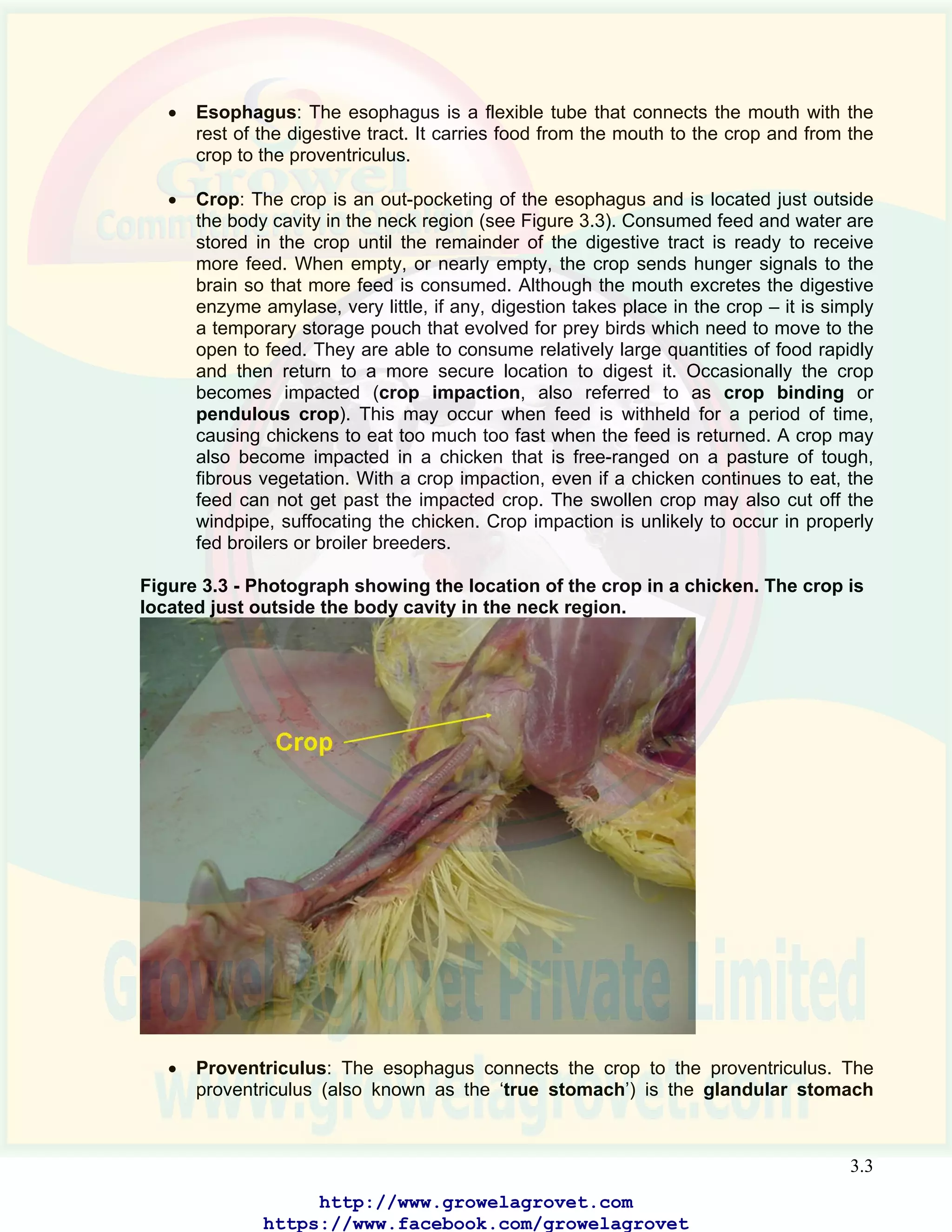 Chicken Anatomy & Physiology | PDF