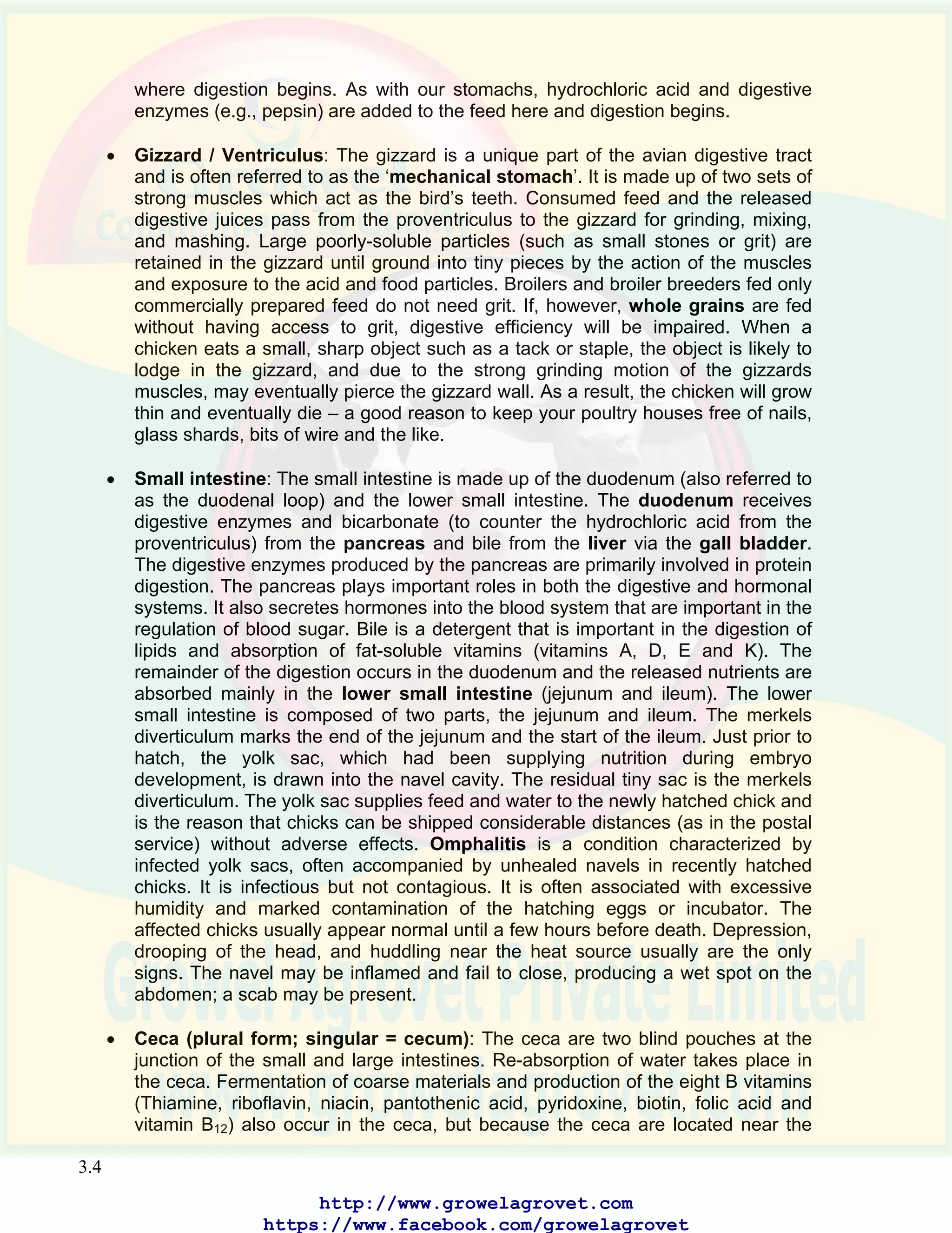 Chicken Anatomy & Physiology | PDF