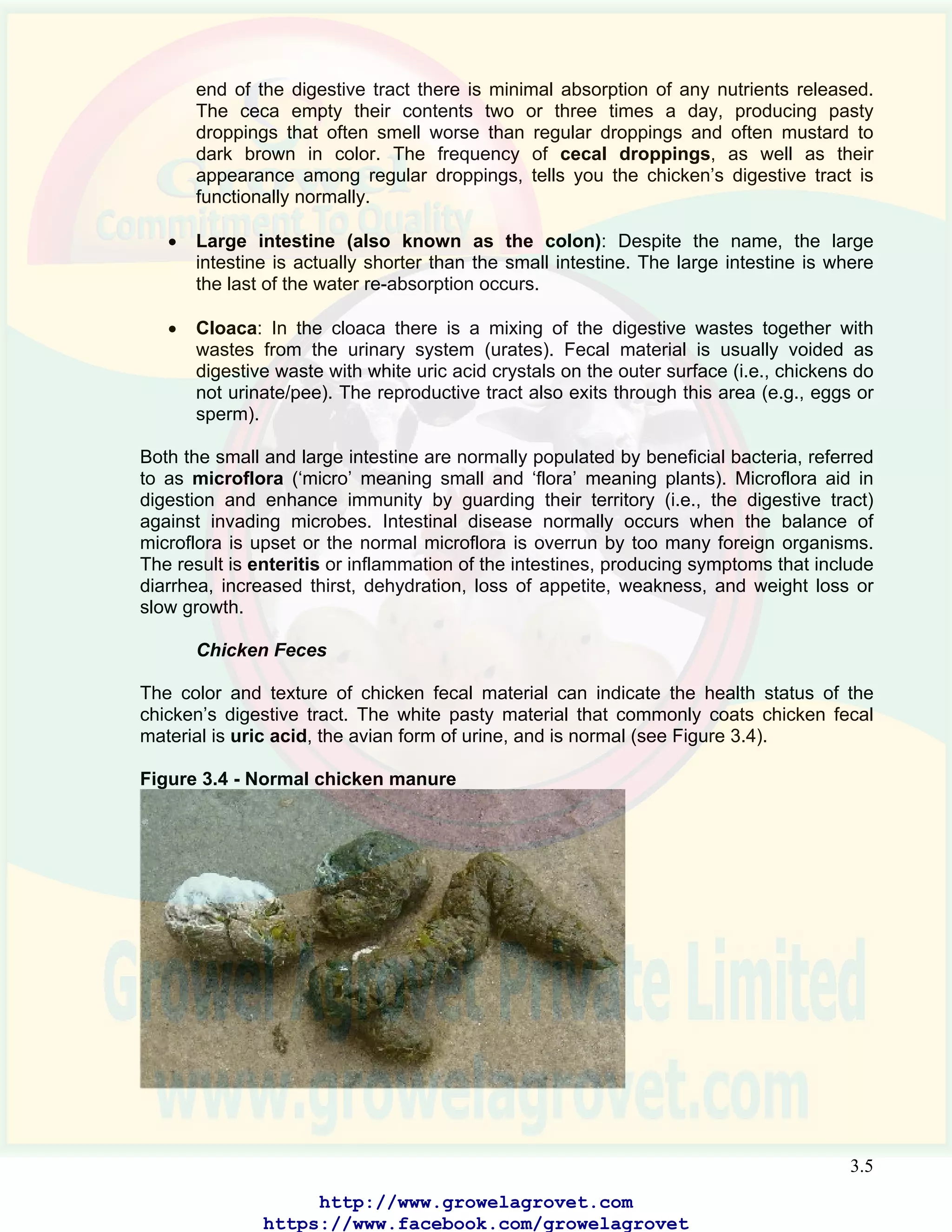 Chicken Anatomy & Physiology | PDF