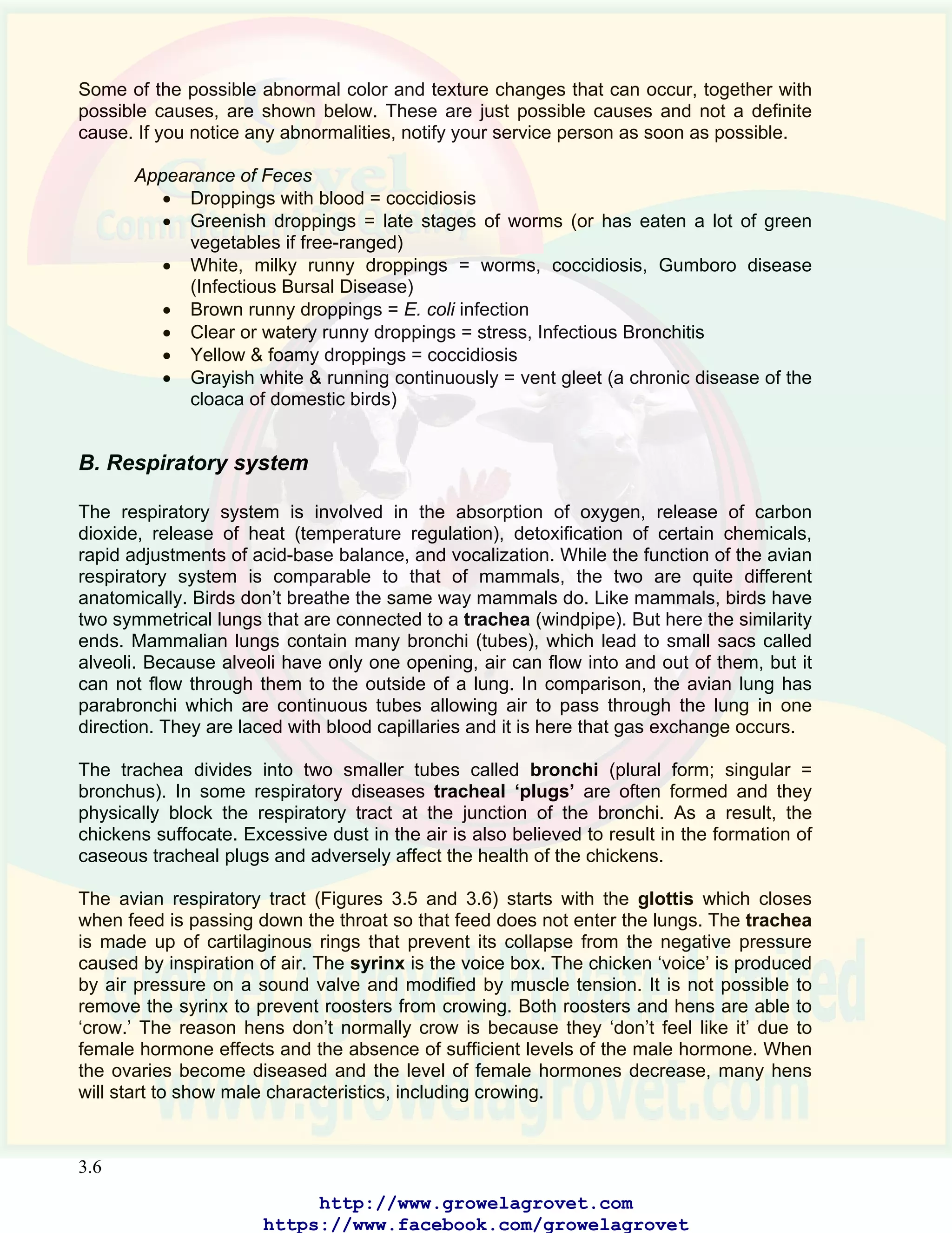 Chicken Anatomy & Physiology | PDF