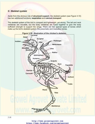Chicken Anatomy & Physiology | PDF