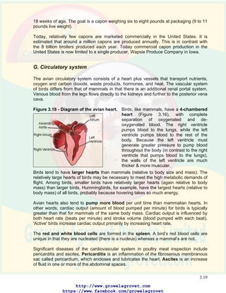 Chicken Anatomy & Physiology | PDF