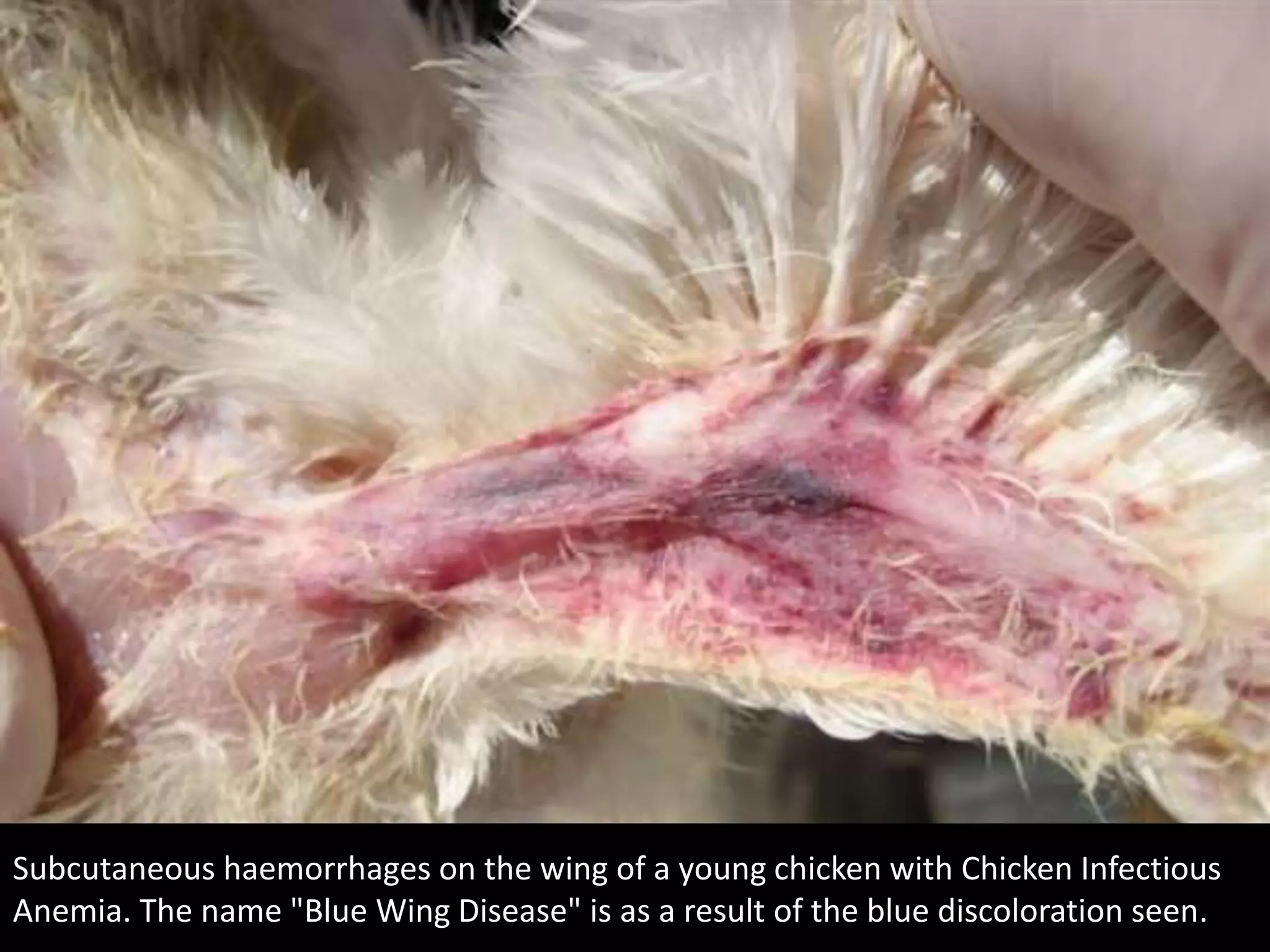 Chicken Anemia Virus | PPTX