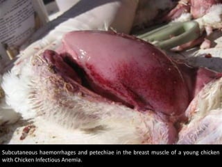 Chicken Anemia Virus | PPTX