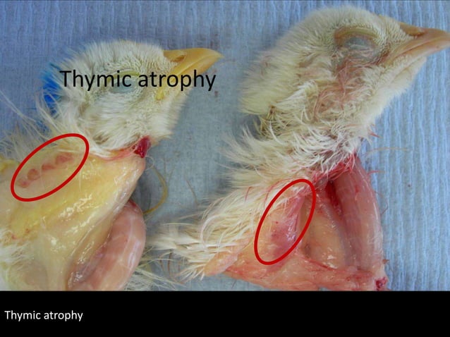 Chicken Anemia Virus | PPTX | Infectious Diseases | Diseases and Conditions