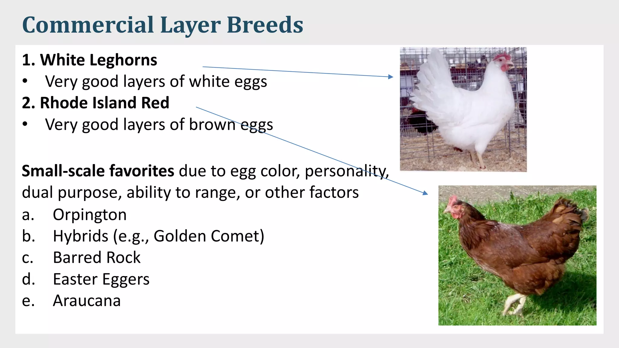 Chicken breeds .pdf