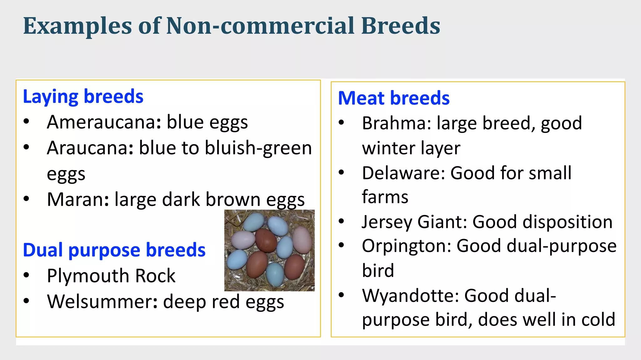 Chicken breeds .pdf