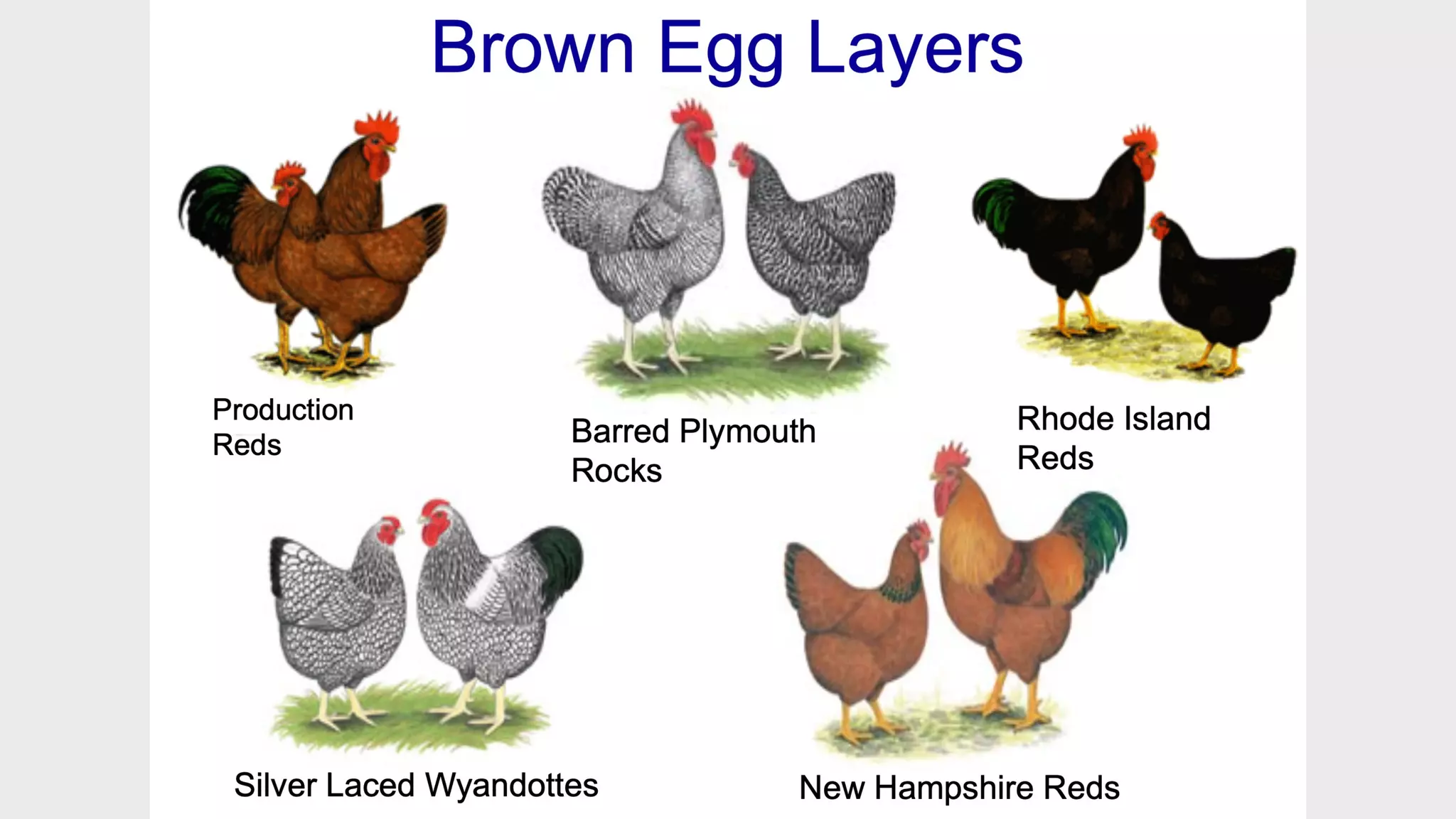 Chicken breeds .pdf