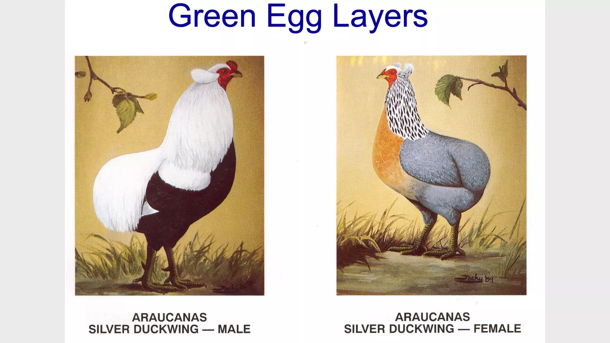 Chicken breeds .pdf
