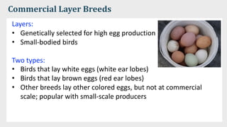 Chicken breeds .pdf