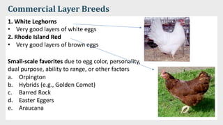 Chicken breeds .pdf
