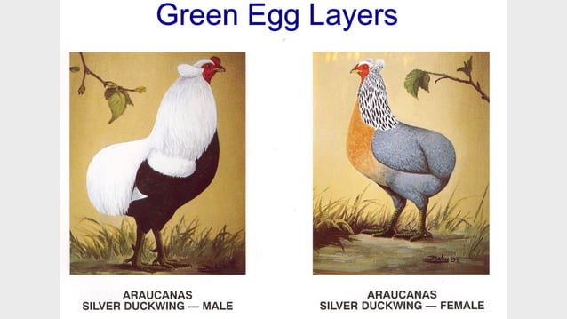 Chicken breeds .pdf
