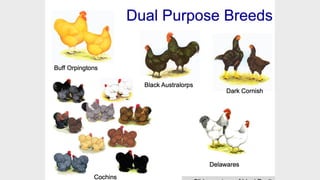 Chicken breeds .pdf