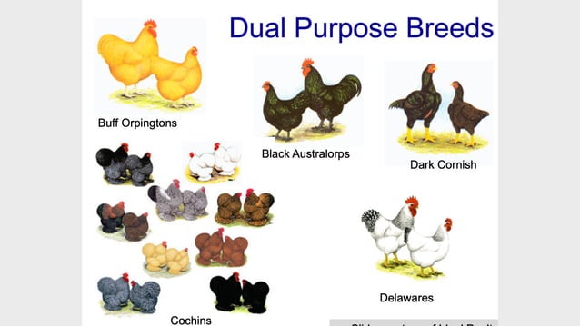Chicken breeds .pdf