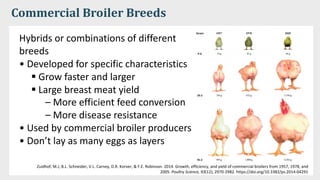 Chicken breeds .pdf