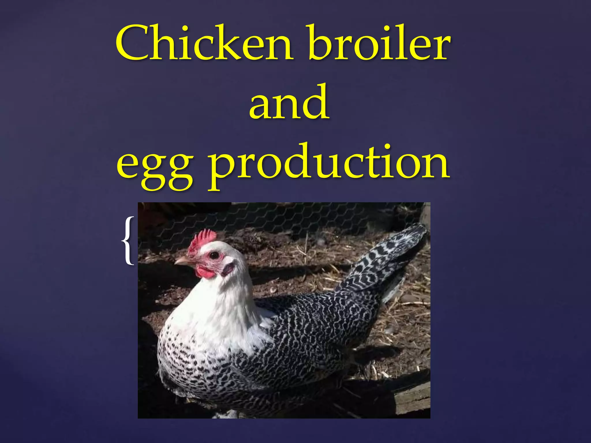 Chicken broiler.pptx