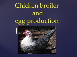 Chicken broiler.pptx