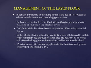 Chicken broiler.pptx