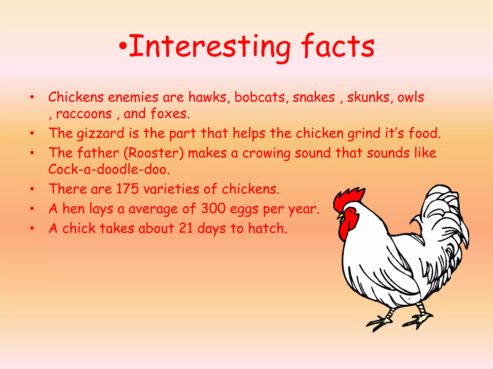 Chicken facts | PPTX
