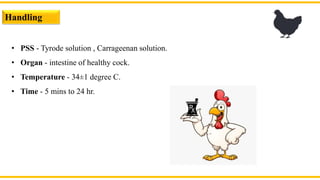 CHICKEN AS AN EXPERIMENTAL MODEL.PHARMACOLOGICAL SCREENING MODELS.pptx