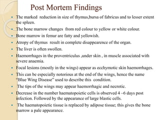 Chicken infectious anaemia | PPTX