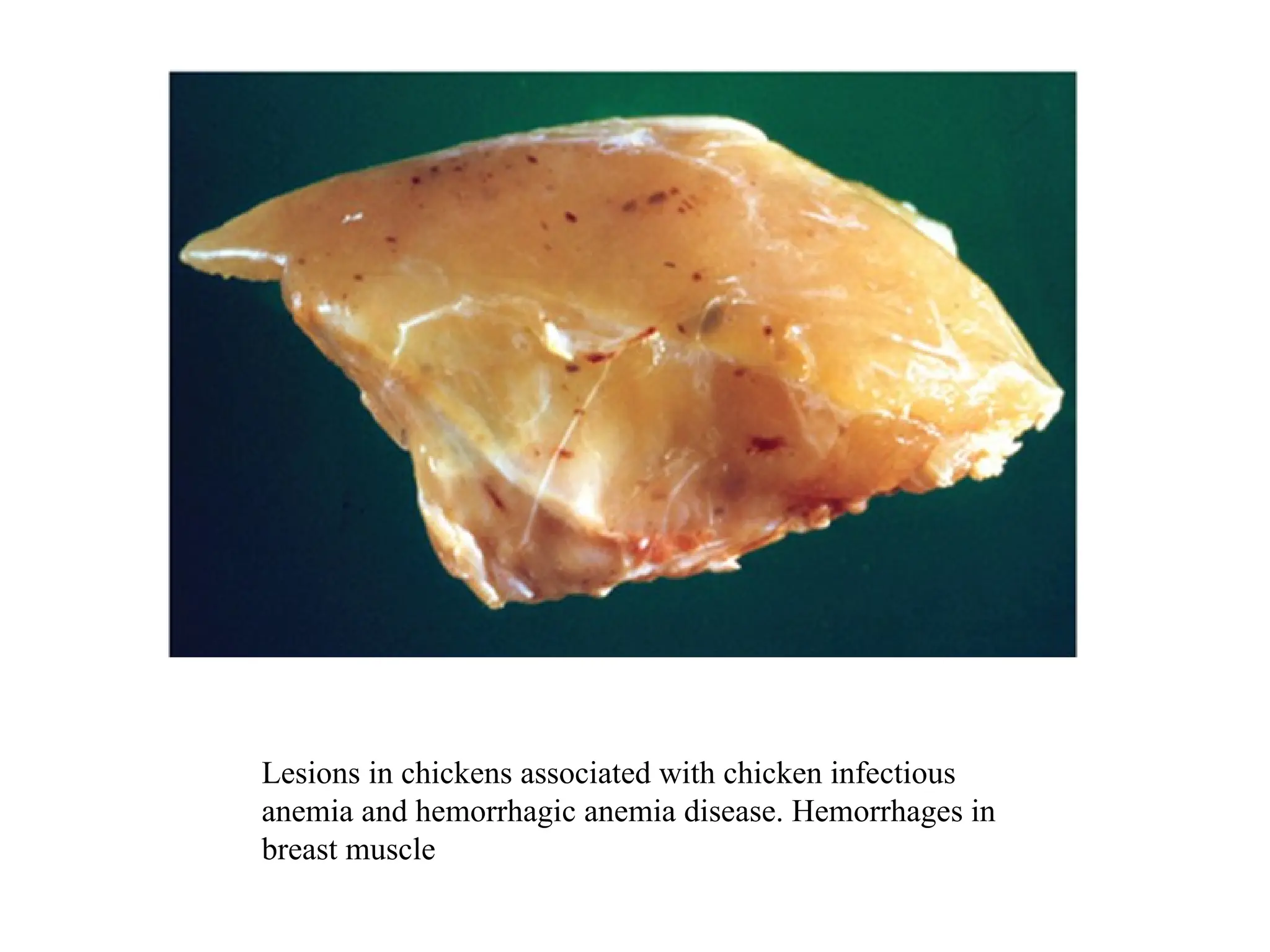 chicken infectious anemia veterinary.pptx