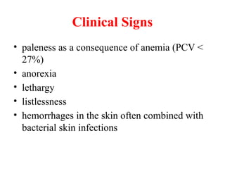 chicken infectious anemia veterinary.pptx