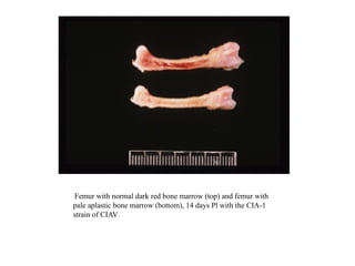 chicken infectious anemia veterinary.pptx