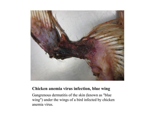 chicken infectious anemia veterinary.pptx