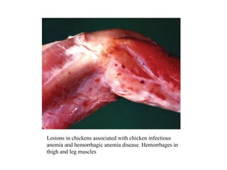 chicken infectious anemia veterinary.pptx